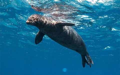 Gallery | Alii Nui Maui