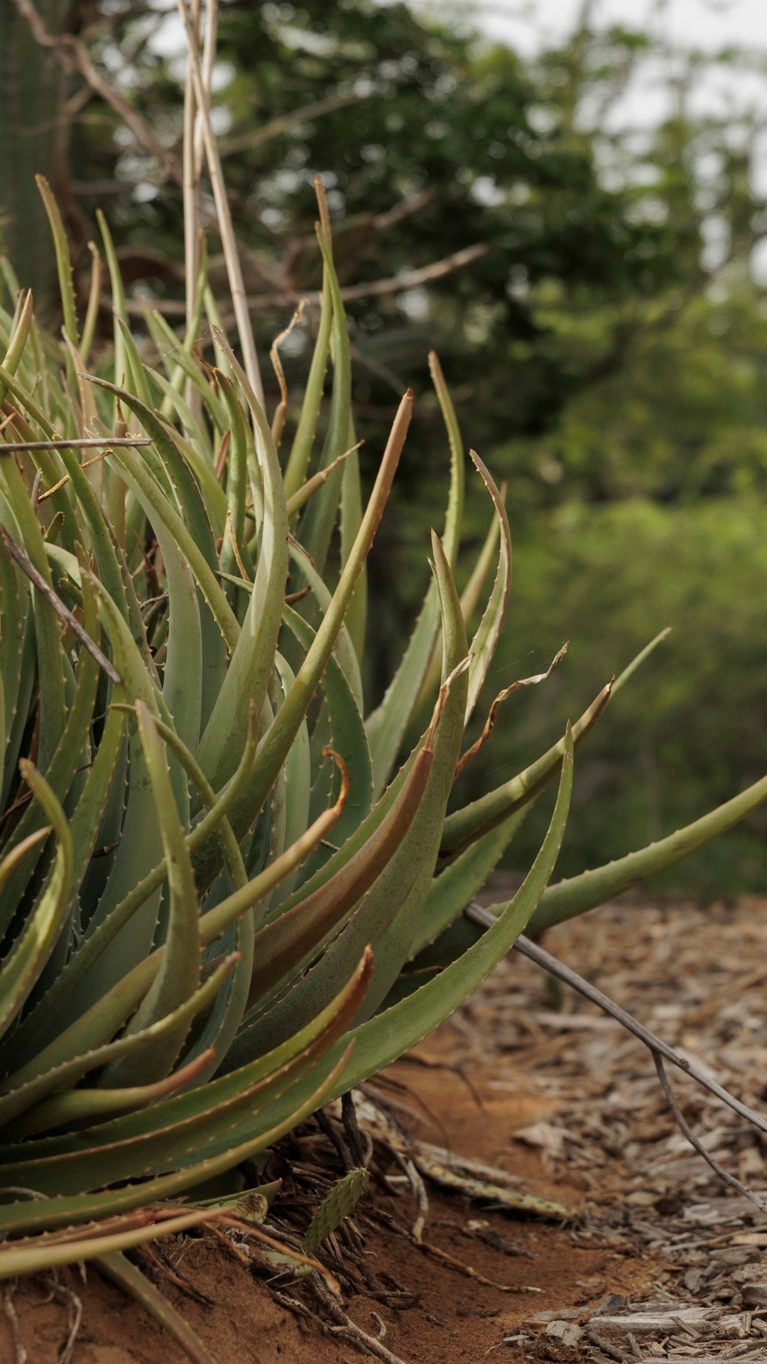 A Sanctuary for Nature and Future Generations | Aruba