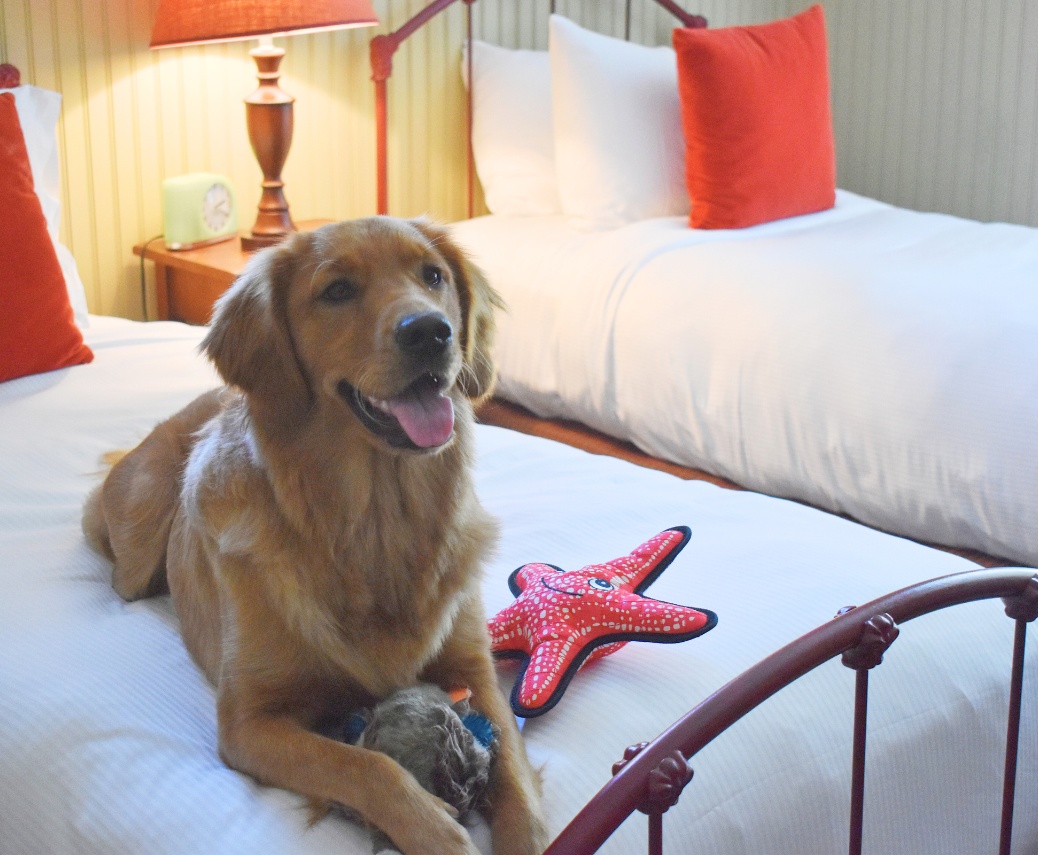 Dog Friendly Hotels | Kennebunkport Maine Getaways