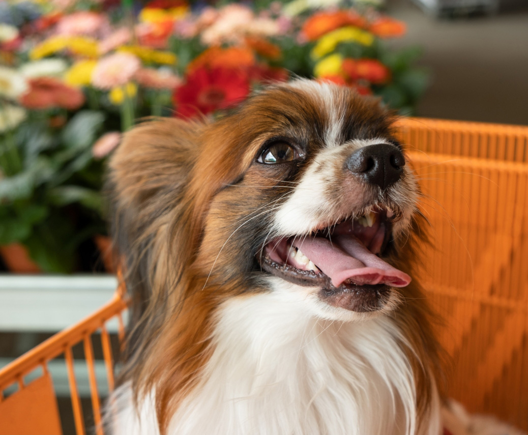 Dog Friendly Hotels | Kennebunkport Maine Getaways