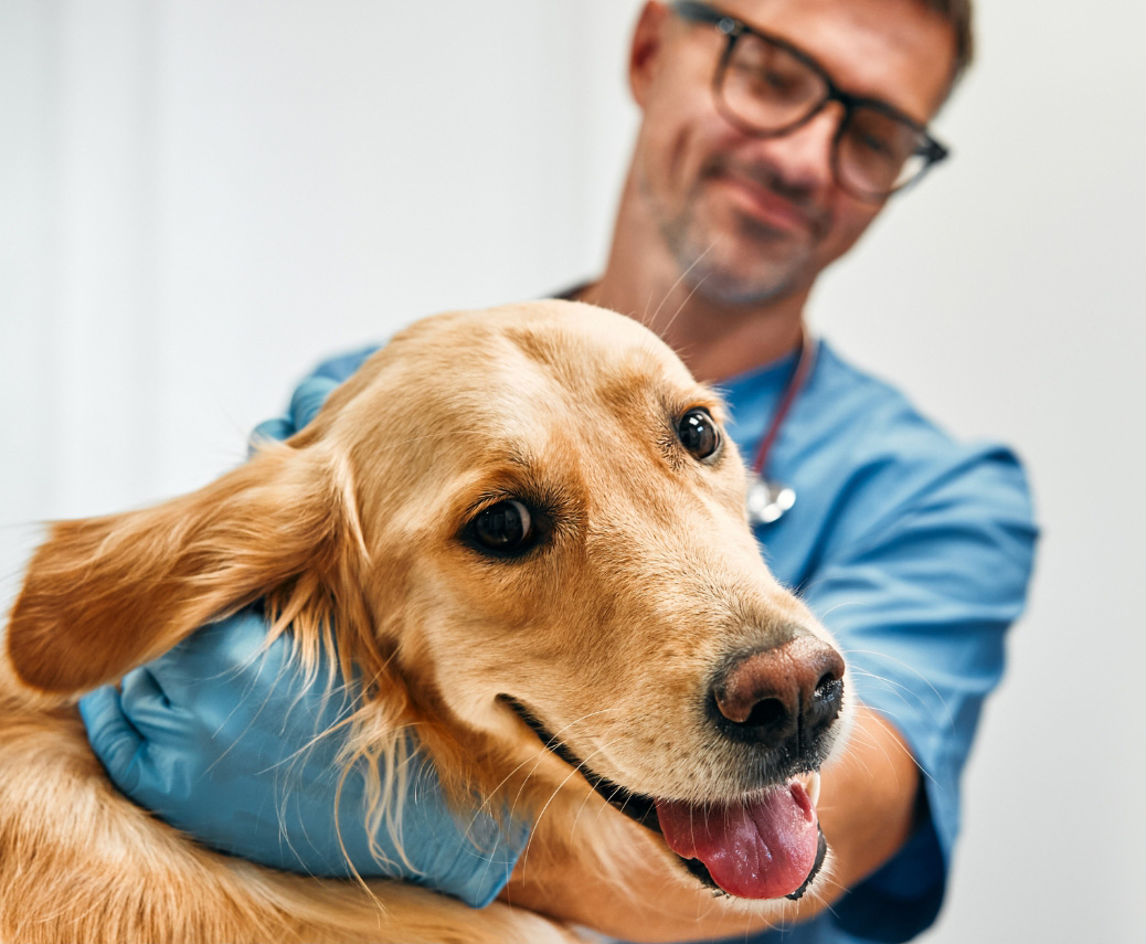 Dog Friendly Hotels | Kennebunkport Maine Getaways