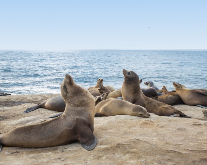 La Jolla Cove | La Jolla Hotels | Official Site