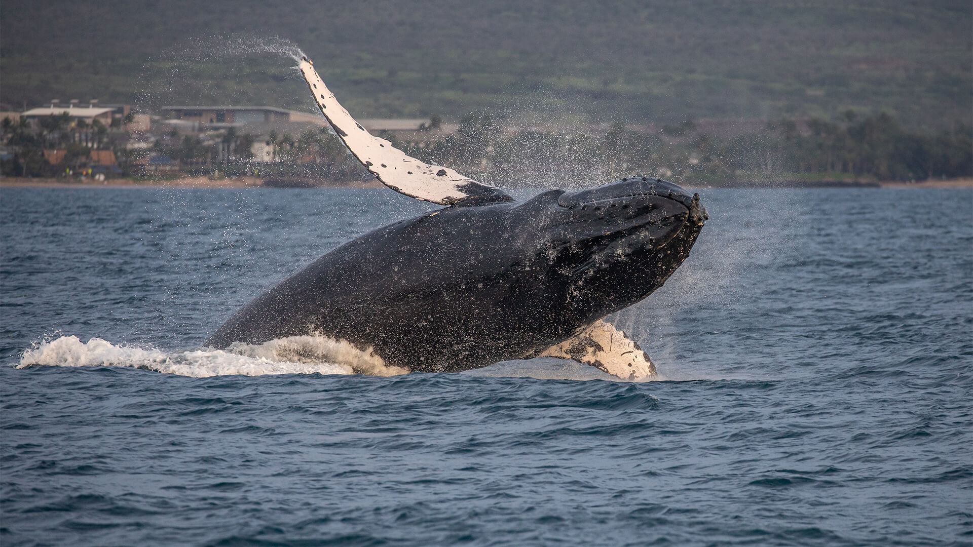 Gallery | Maui Dive Shop