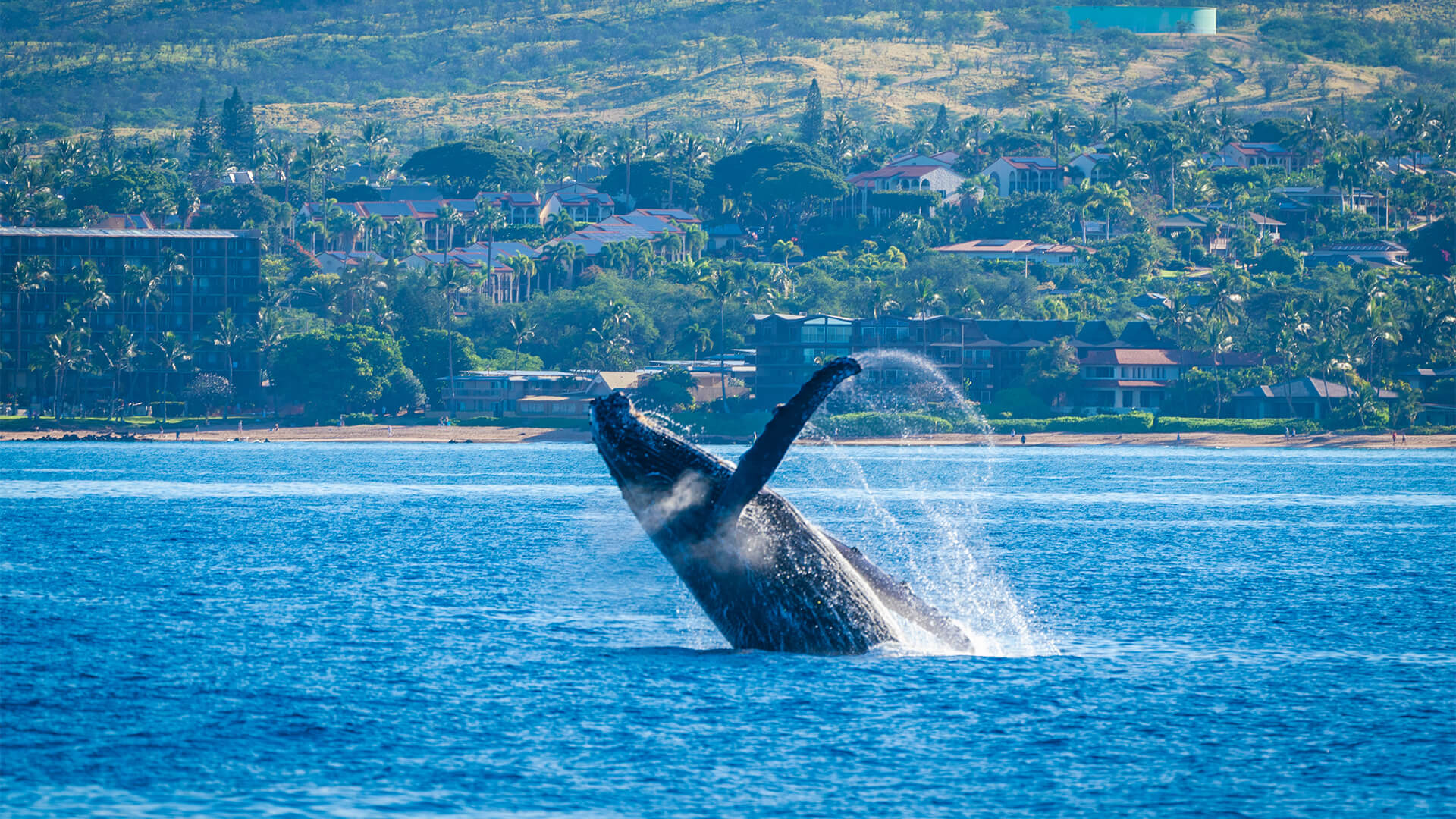 Gallery | Maui Dive Shop