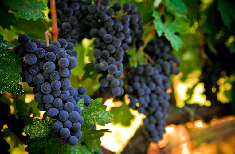 Wine & Food Festival | The Nantucket Inn | Official Site