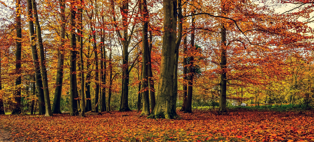 Get in the Season with All Things Fall