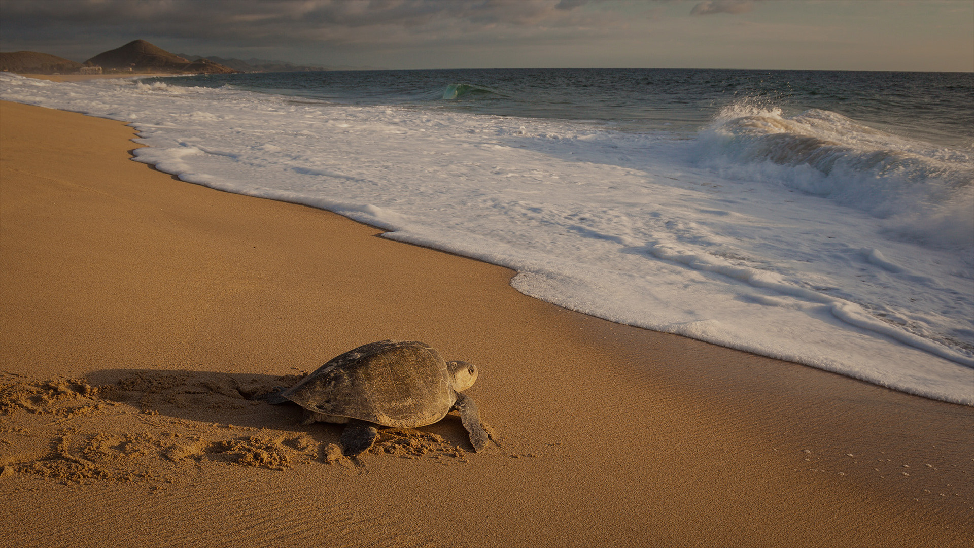 Kimpton Mas Olas | Baja California Sur Hotel | Official Site