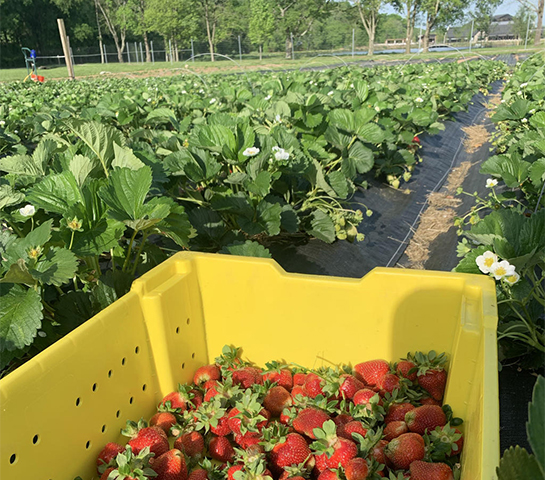 Southall Seasons | Southall Farm & Inn