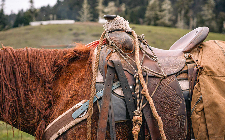 Things To Do In Mendocino Coast | The Inn At Newport Ranch